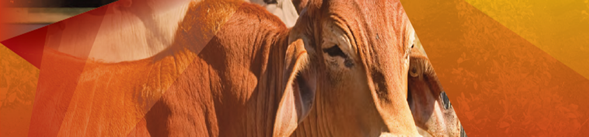 Investment Attraction Project | MITEZ